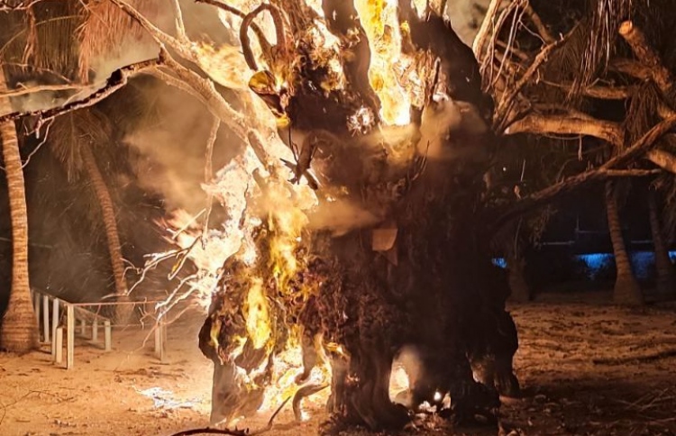 Historical tree in Baarah set on fire
